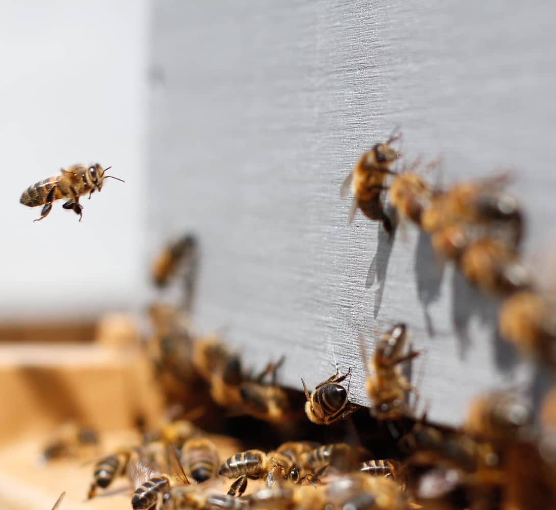 Quality Website Design - Swarming Bee Web Design